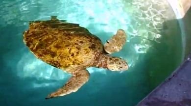 How to see turtles in Bermuda